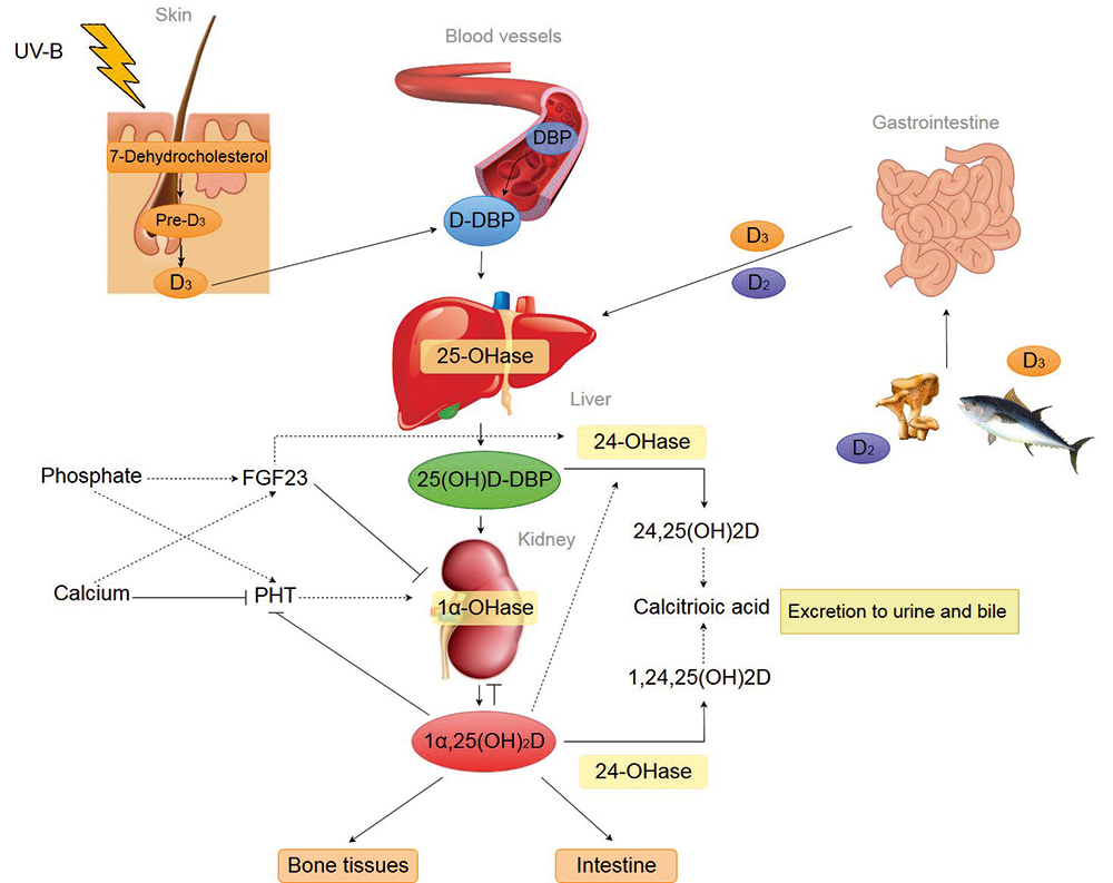 24 25 dihydroxyvitamin D A New Biomarker In Non parathyroid 24 25 dihydroxyvitamin D A New Biomarker In Non parathyroid