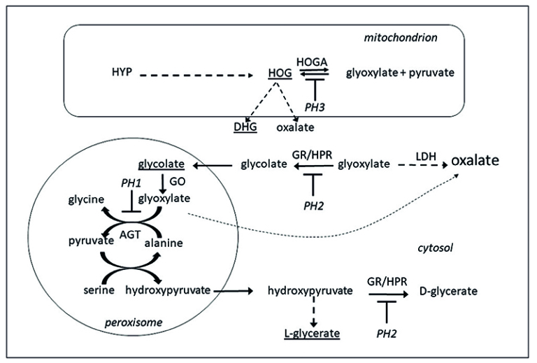 Primary hyperoxaluria and measurement of relevant metabolites ...