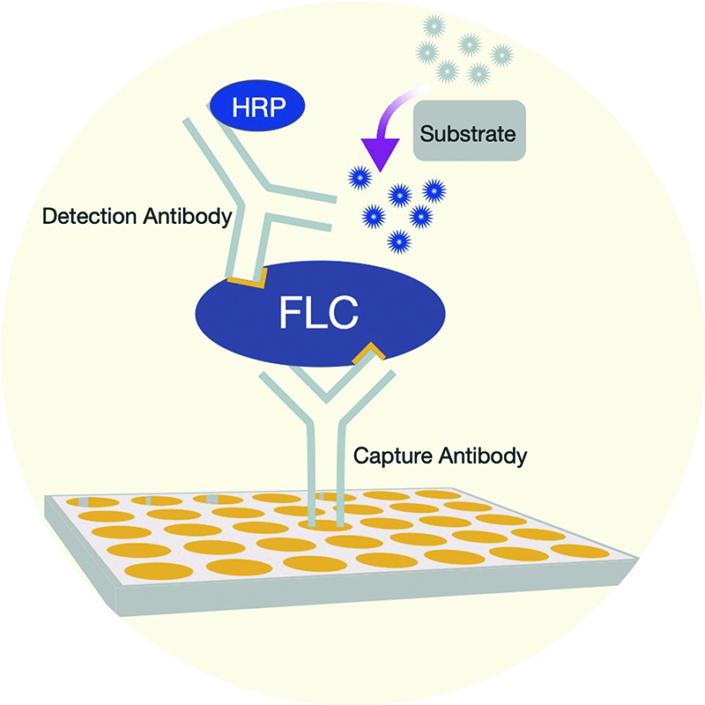 Next generation free light chain assay - Clinical Laboratory int.