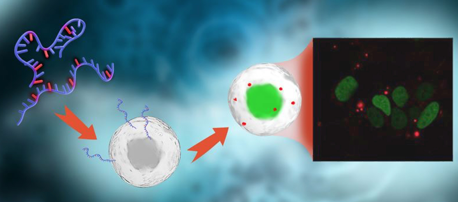 Researchers make major breakthrough for tracking RNA with fluorescence ...