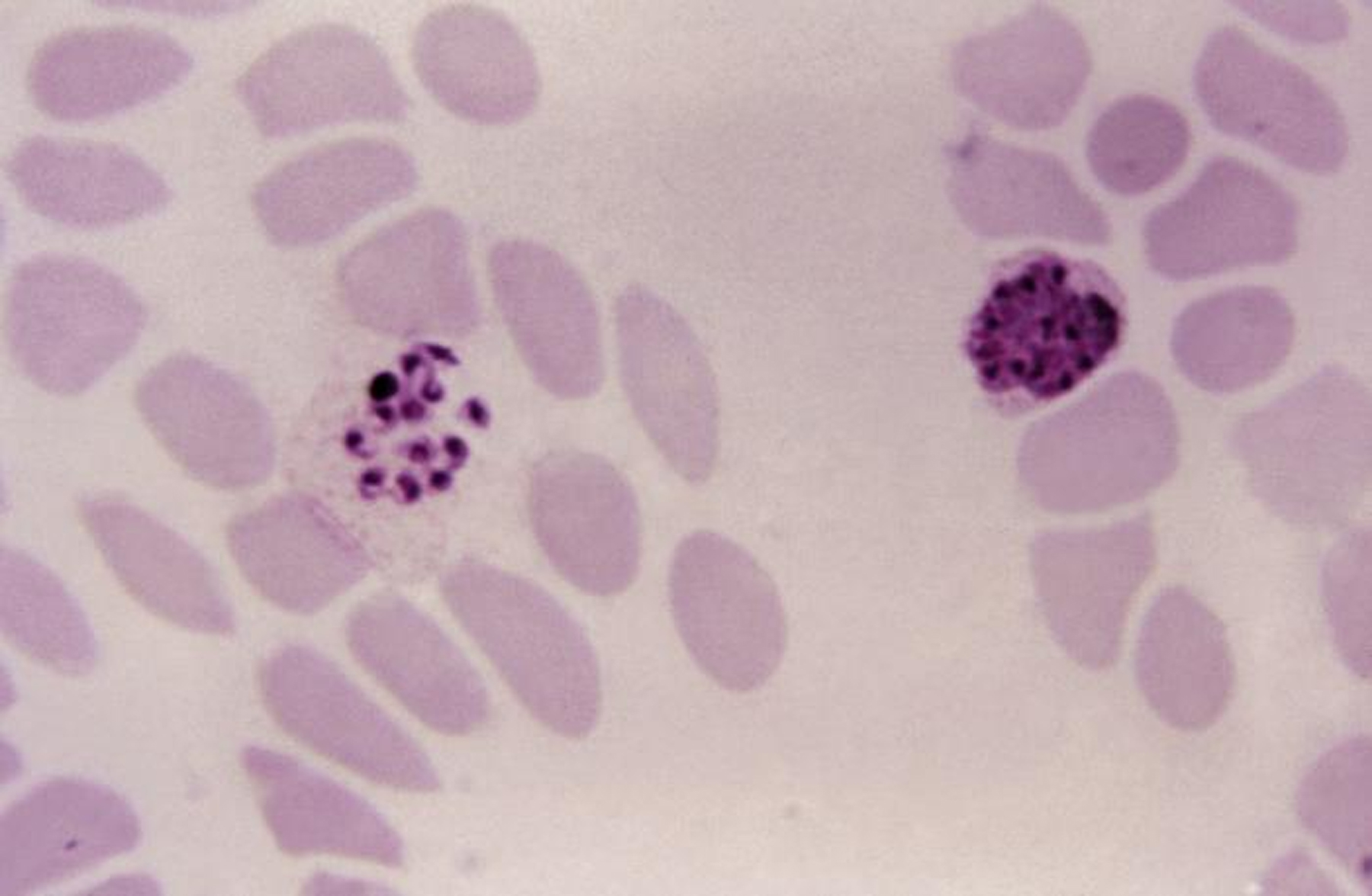 ViroStat releases new pLDH monoclonal antibodies for malaria - Clinical ...