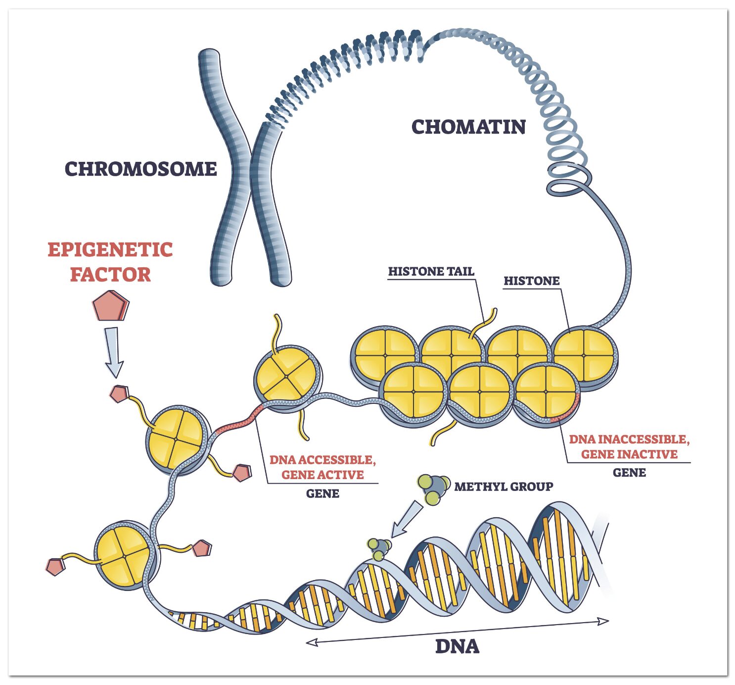 Insight into DNA methylation analysis - Clinical Laboratory int.