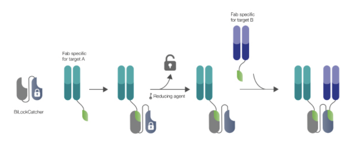 Bio-Rad’s SpyLock technology accelerates bispecific antibody ...